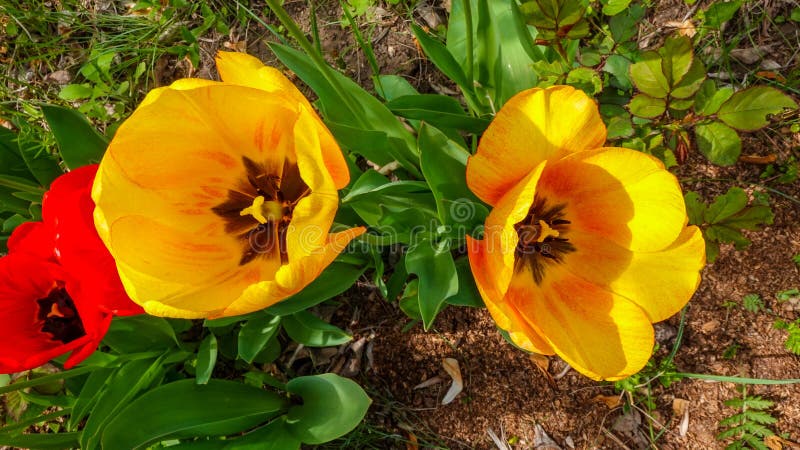 Tulips Bloom in Spring in the Botanical Garden, Top Down View Stock ...
