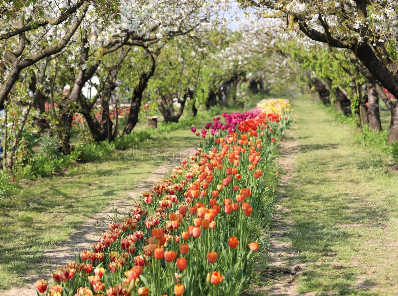 Tulips in Bloom in Spring without People and Flowering Cherry Trees ...