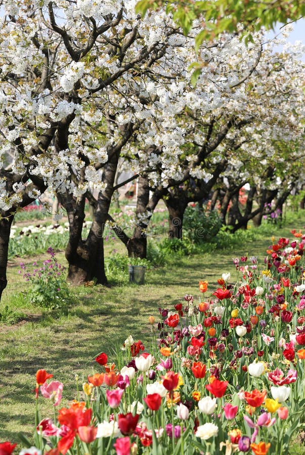 Tulips in Bloom in Spring without People and Flowering Cherry Trees ...