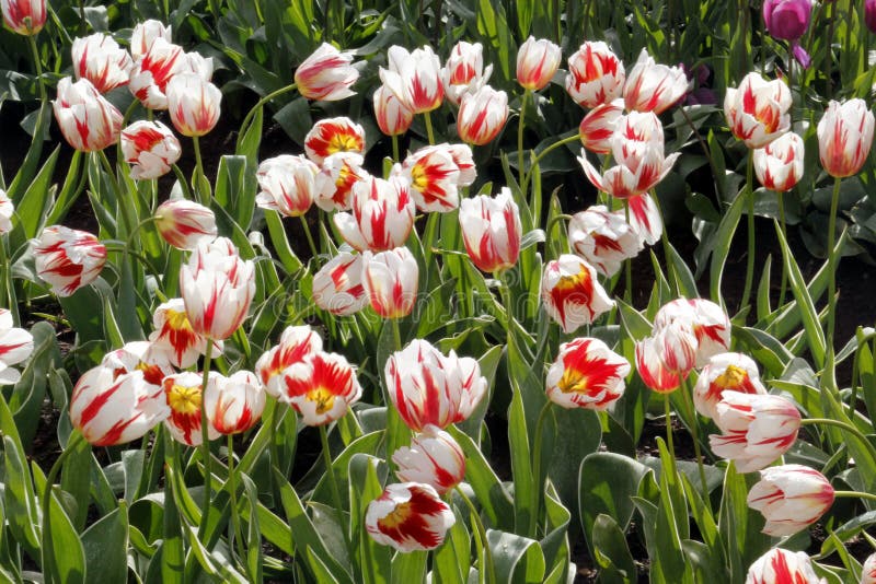 Tulips stock photo. Image of time, australia, spring - 76174504