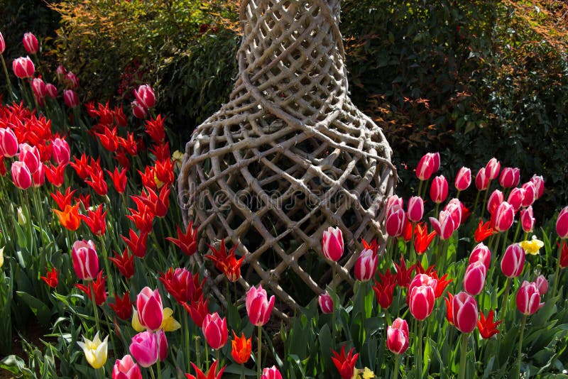 Tulips Blooming Around Tree Trunk Stock Image - Image of flora, beauty ...