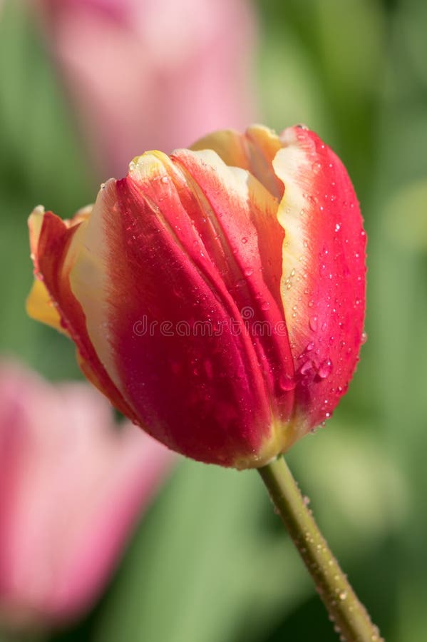 Tulips are Blooming in Early Spring Stock Photo - Image of spring ...