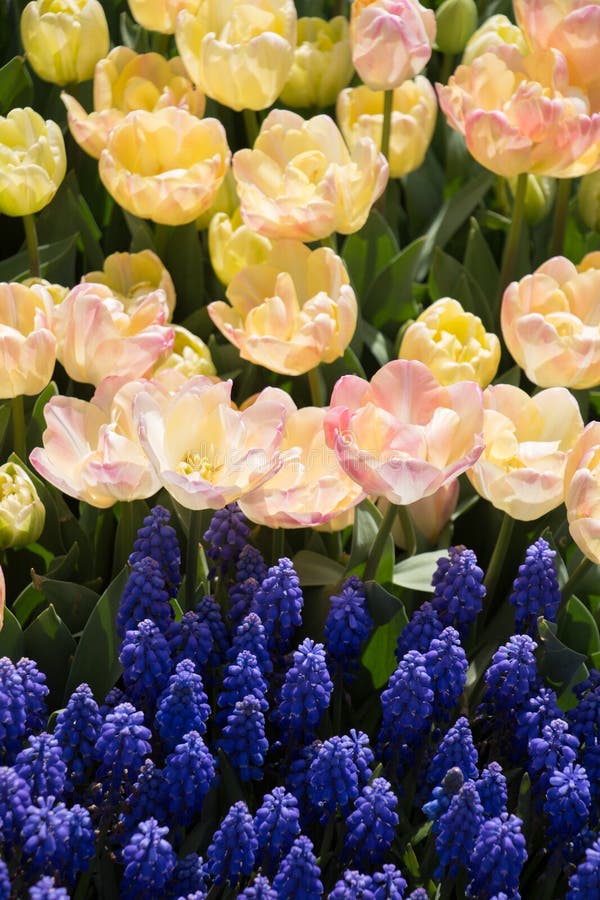 Tulips Blooming in Spring stock image. Image of leaf - 118324559