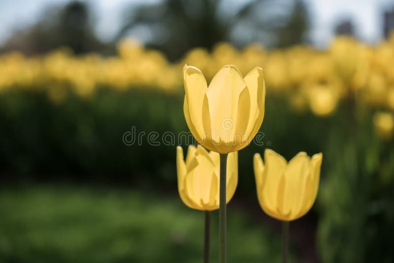 Tulips Blooming in Spring stock photo. Image of summer - 145596504