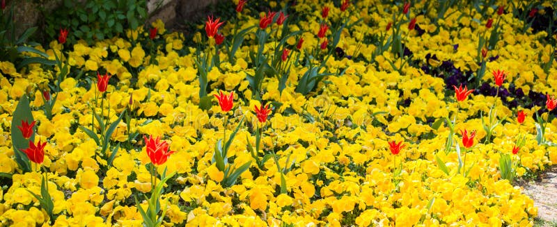 Tulips Blooming in Spring stock photo. Image of plant - 184677550