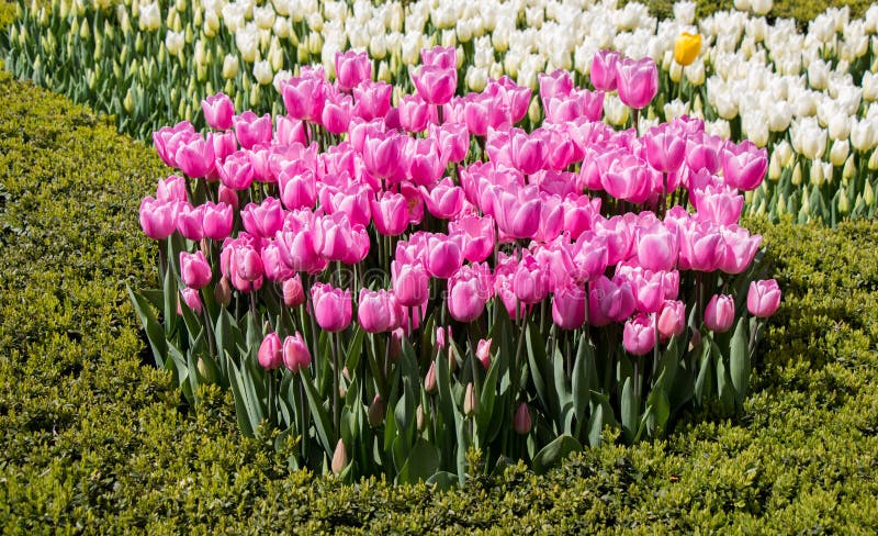 Tulips Blooming in Spring stock photo. Image of blossom - 196805252