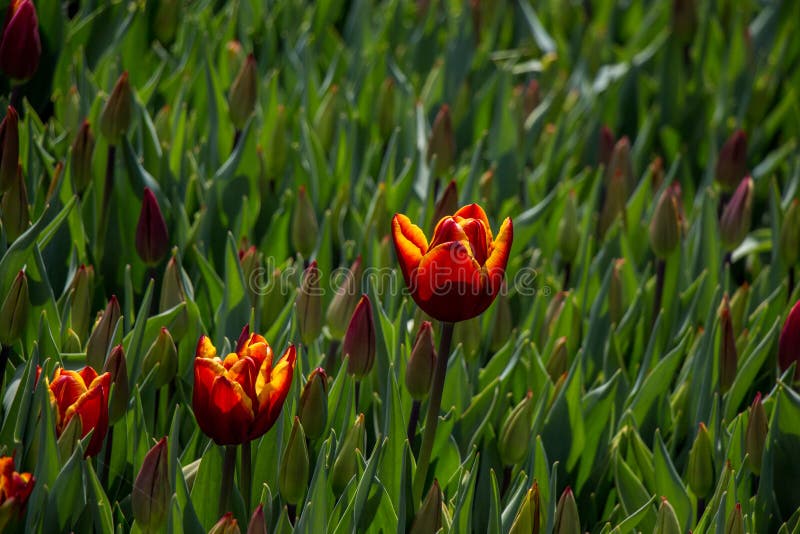 Tulips Blooming in Spring stock photo. Image of tulips - 95632394
