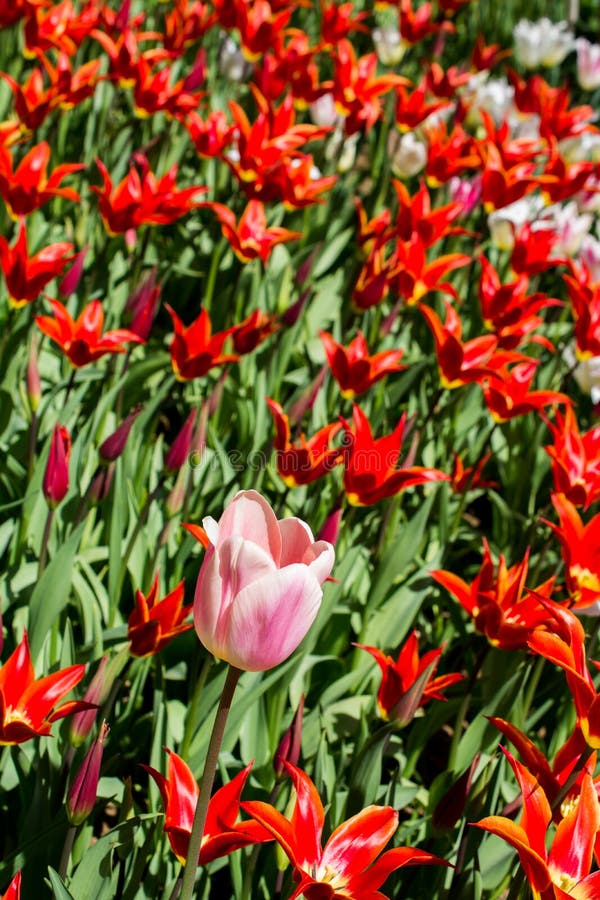Tulips Blooming in Spring stock photo. Image of plant - 95643122