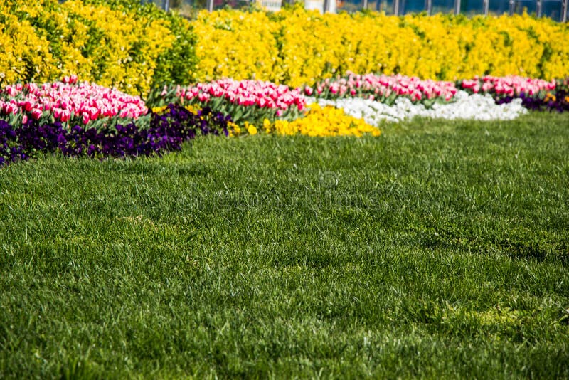 Tulips Blooming in Spring stock image. Image of season - 95654891