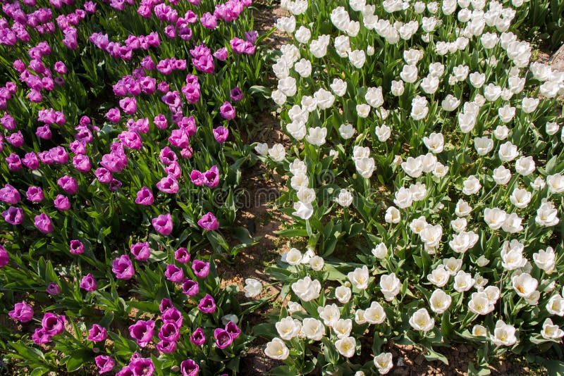 Tulips Blooming in Spring stock photo. Image of tulips - 95768518