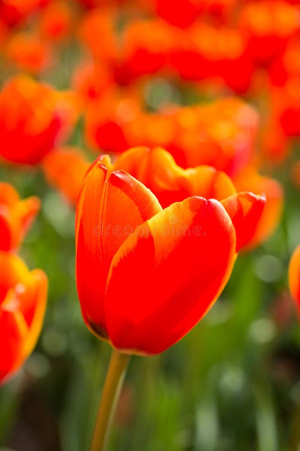 Tulips Blooming in Spring stock image. Image of garden - 97117033
