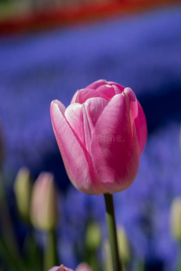 Tulips Blooming in Spring stock photo. Image of flower - 97149210