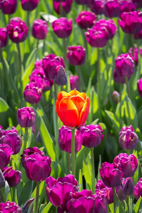 Tulips Blooming in Spring stock image. Image of spring - 97262273