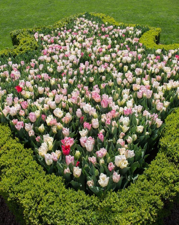 Tulips Blooming in Spring stock image. Image of season - 97263139