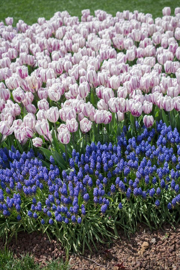 Tulips Blooming in Spring stock image. Image of season - 97267859