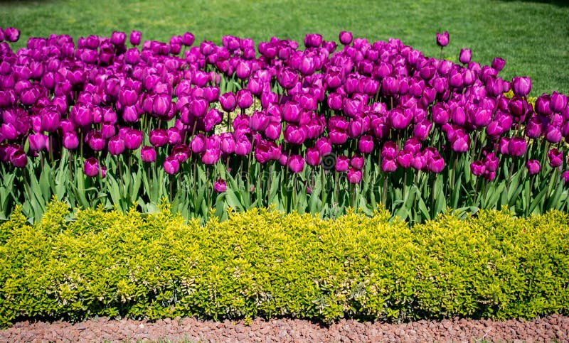 Tulips Blooming in Spring stock photo. Image of floral - 97280072