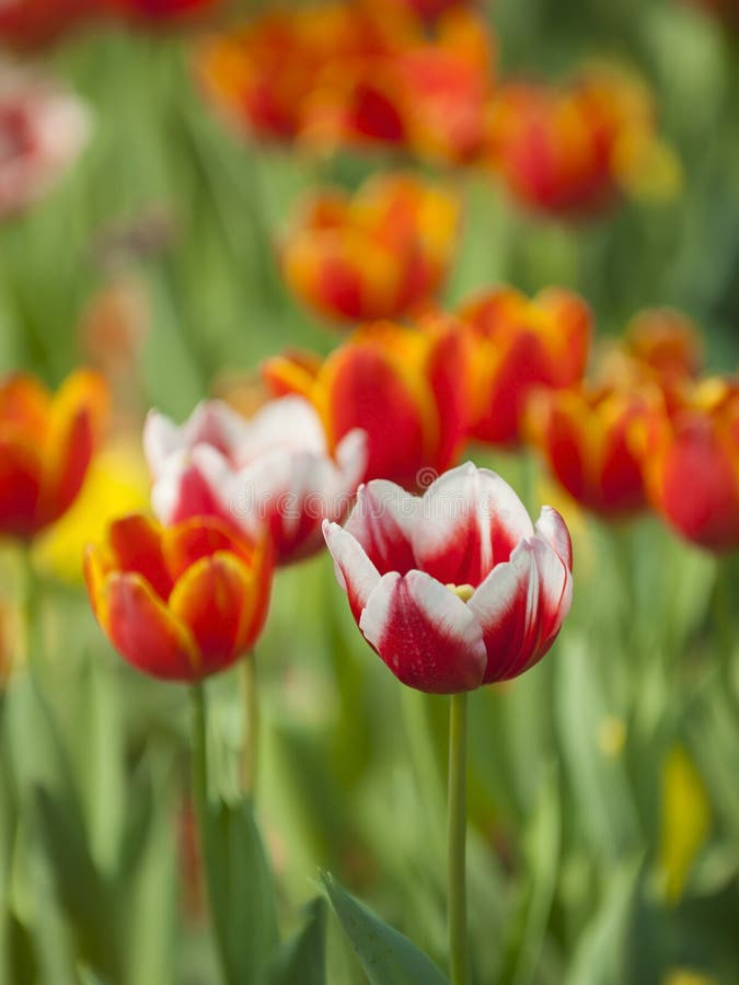 Tulips blossom stock image. Image of lowlevel, stalk - 38689773