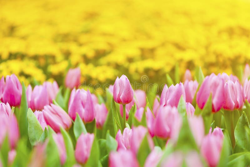Tulips blossom in spring stock photo. Image of natural - 40360816