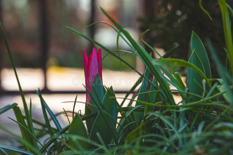 Tulips on a Blurred Background on a Sunny Day in March Stock Image ...