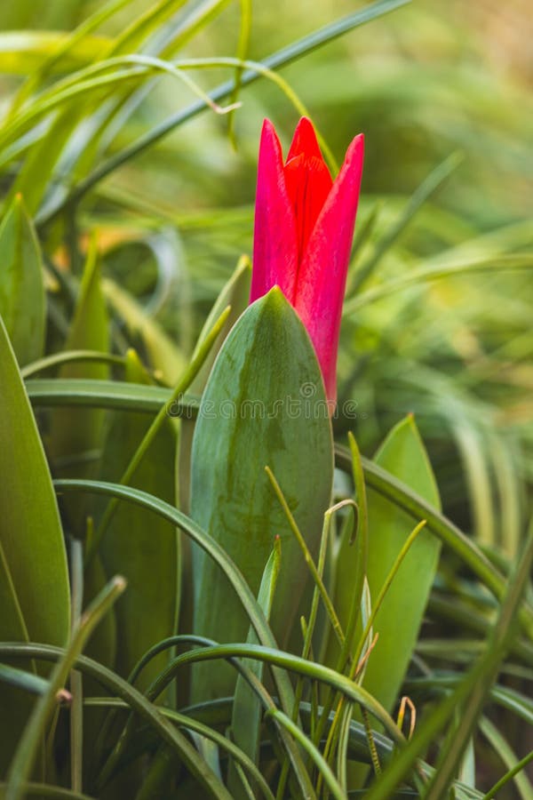 Tulips on a Blurred Background on a Sunny Day in March Stock Photo ...