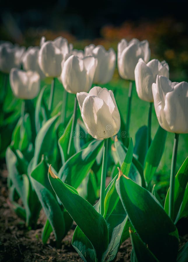 Tulips stock image. Image of column, fied, deva, airplane - 70902753