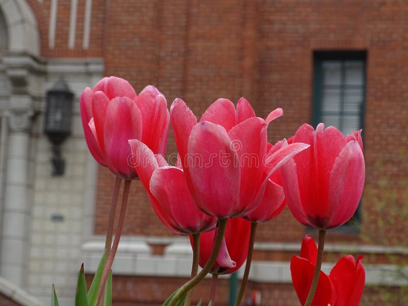 Tulips in Front of Building Stock Image - Image of eugene, building ...