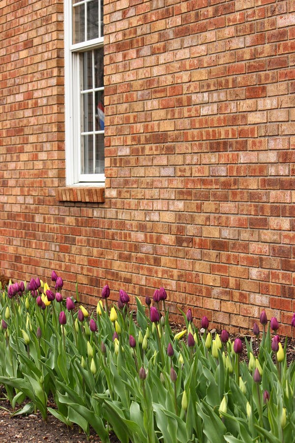 Tulips and Brick stock image. Image of pella, tulips - 40307611