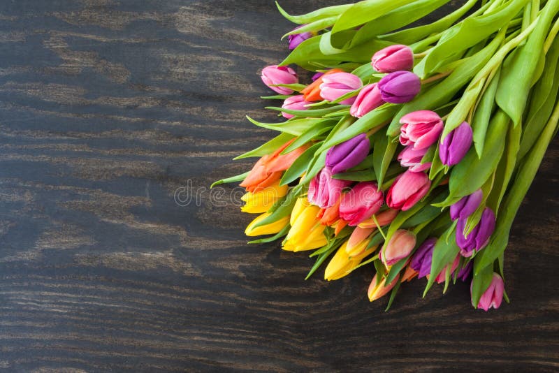 Tulips in bright colors stock image. Image of tulip, colors - 88713193
