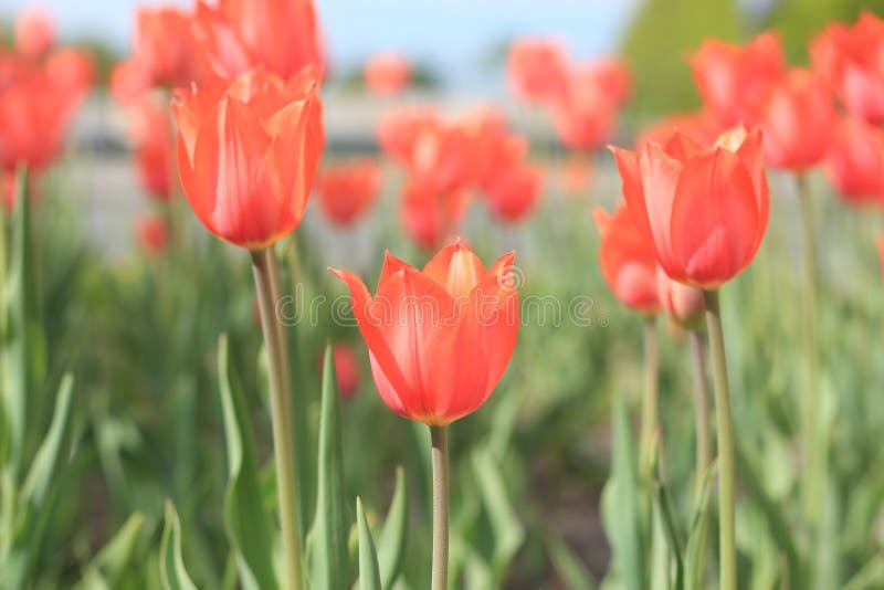 Tulips stock image. Image of bright, blossom, tulips - 93365533