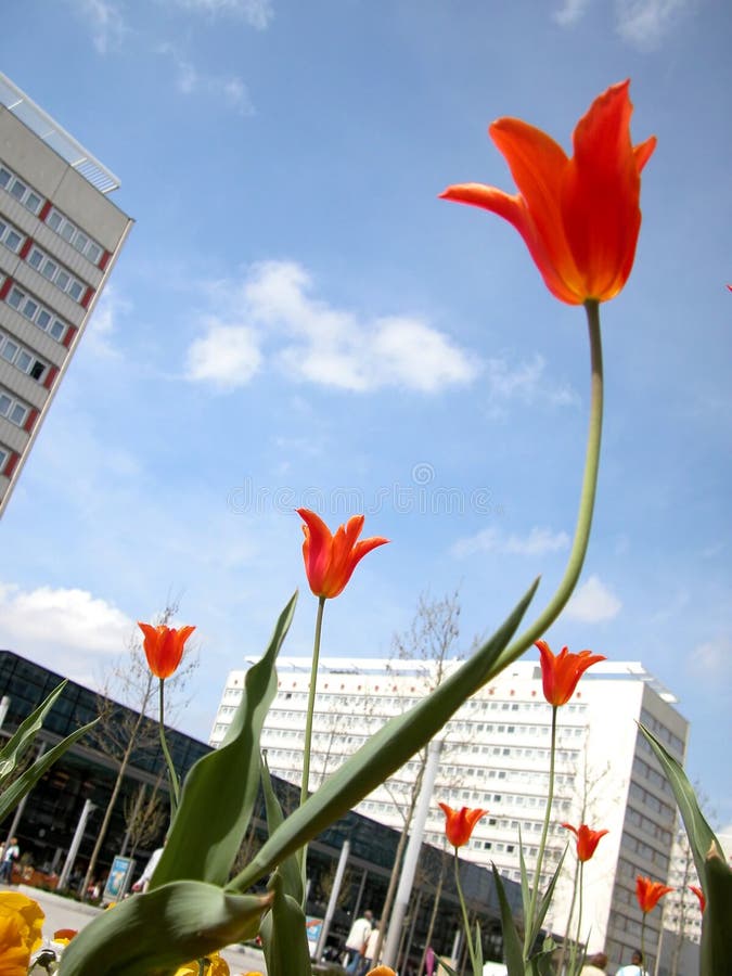 Pink Tulips - Canberra S Floriade Festival Stock Image - Image of light ...