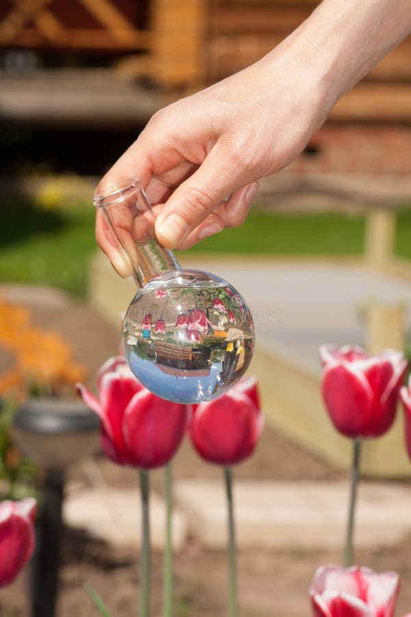 Tulips and Bulb with Liquid Fertilizer Stock Image - Image of manure ...