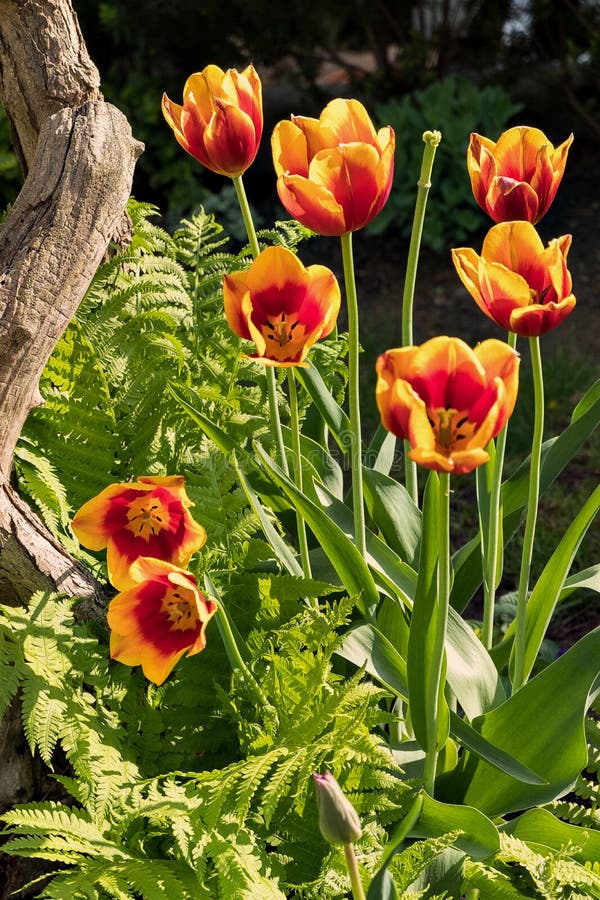 Tulips stock image. Image of flower, beautiful, season - 253913597