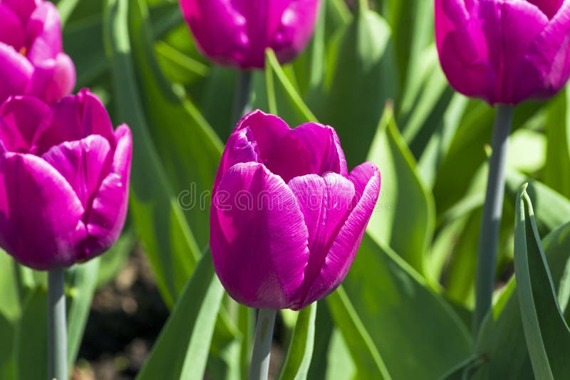 Tulips of the Cafe Noir Species Stock Image - Image of form, shape ...