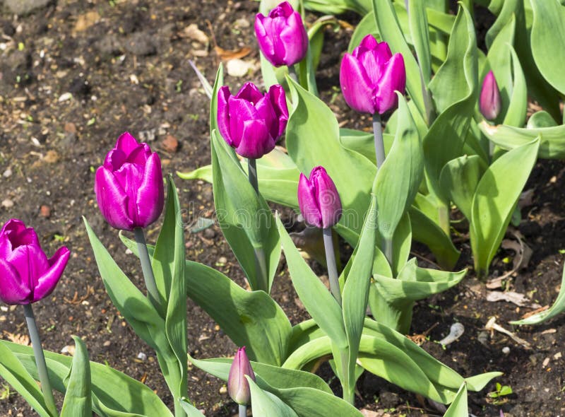 Tulips Noir Stock Photos - Free & Royalty-Free Stock Photos from Dreamstime