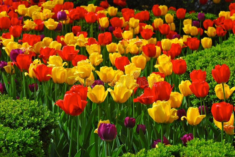 Tulips in the Center of the City Stock Photo - Image of city, green ...