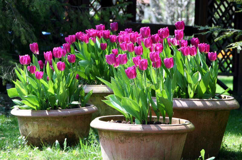 Tulips in the ceramics pot stock photo. Image of sunny - 14061560