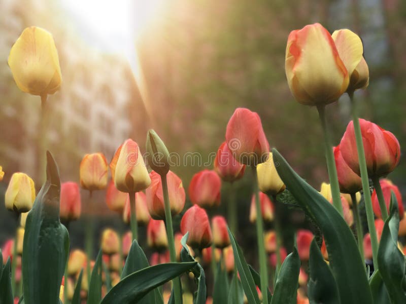 Tulips stock photo. Image of sunshine, nature, color - 91228244