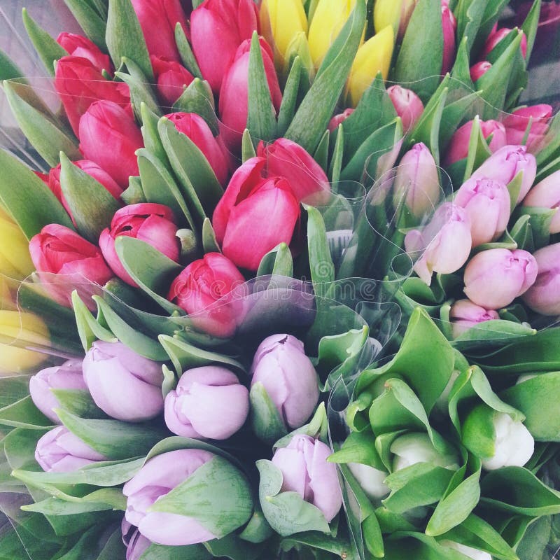 Tulips stock image. Image of spring, 8marth, floral, view - 70202757
