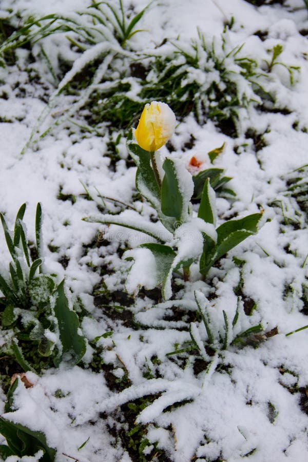 Tulips covered with snow stock image. Image of blizzard - 142092829