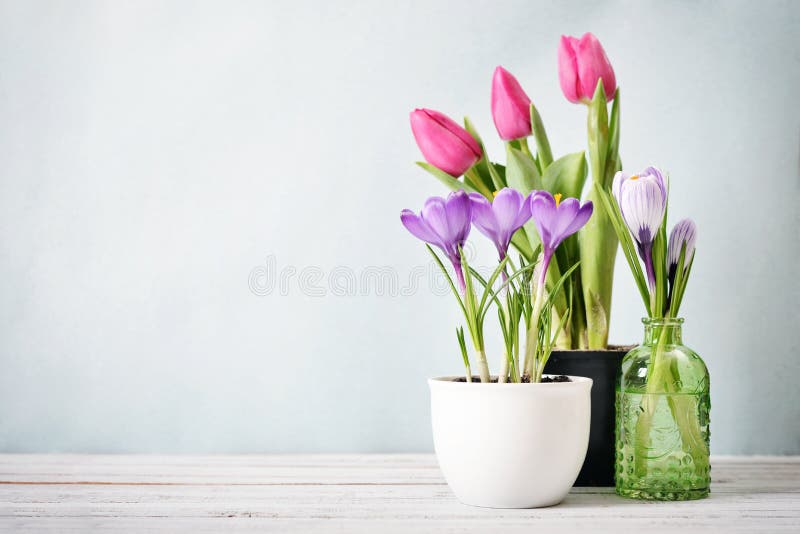 Crocus, Tulips Garden stock photo. Image of beauty, gardening - 19867452