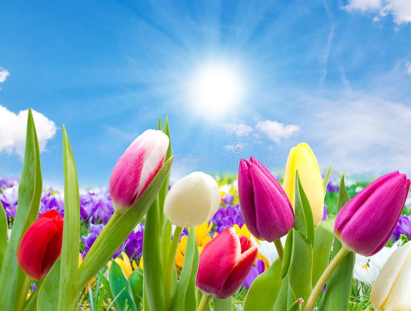 Tulips in Sunshine stock photo. Image of sunbeam, flowers - 16301996