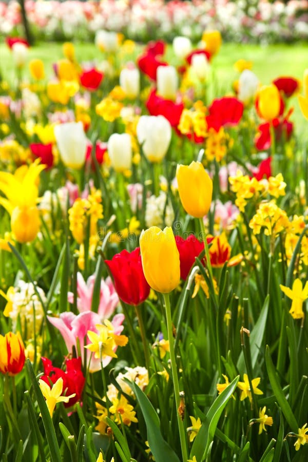 Tulips stock image. Image of flowers, botanical, orange - 14108485