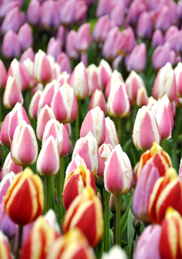 Tulips in different colors stock photo. Image of holland - 24475366