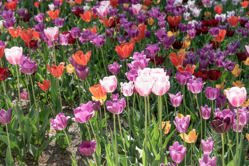 Tulips with Different Types and Colors Stock Photo - Image of outdoor ...