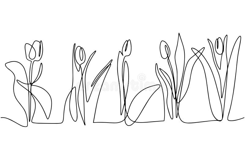 Tulips Drawn in One Line. Vector Illustration Isolated on a White ...