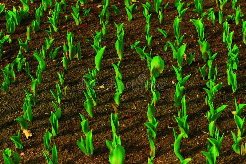 Tulips stock image. Image of tree, garden, early, spruce - 53554549