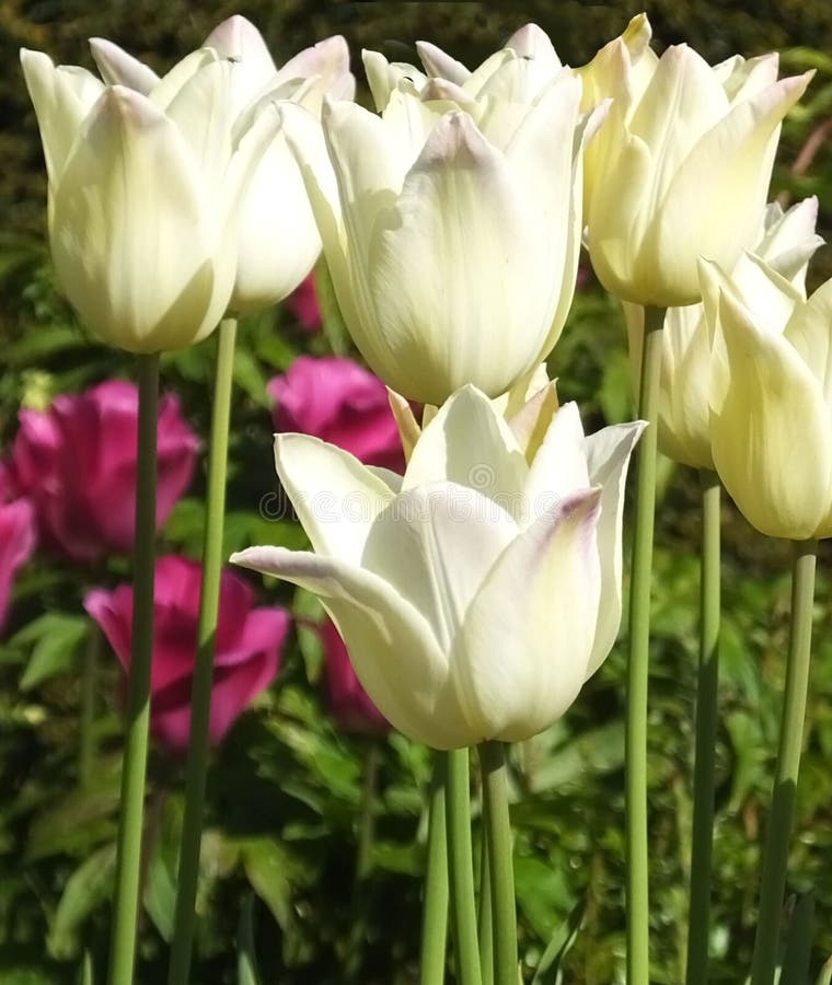 Tulips Elegant Lady in Walled Gardens Stock Image - Image of absalon ...