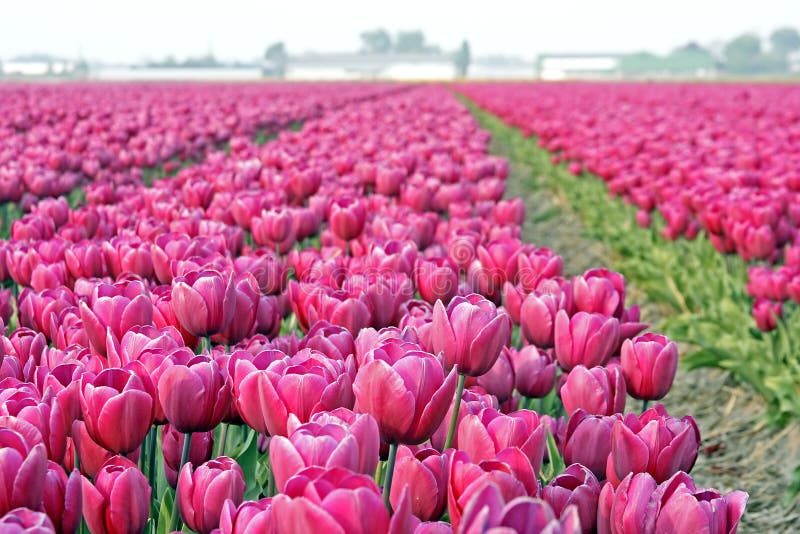 Tulips field at sunset stock image. Image of green, scenics - 19583167