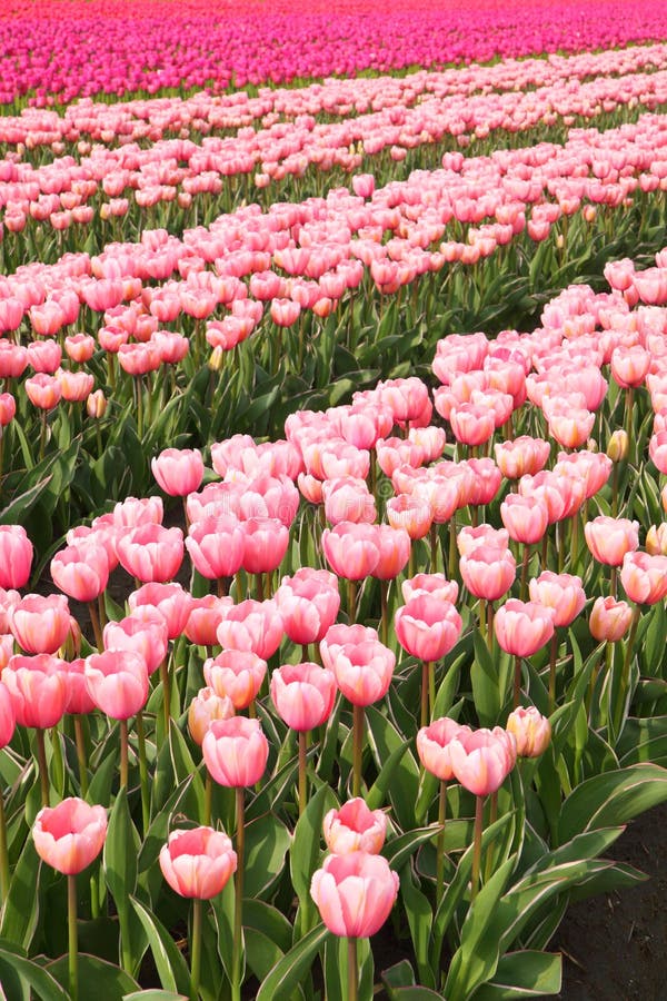 Tulips field stock photo. Image of tulips, season, asia - 25883274