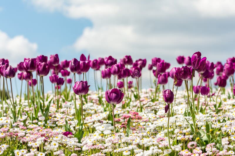 Tulips Field in Springtime stock image. Image of pink - 40165517
